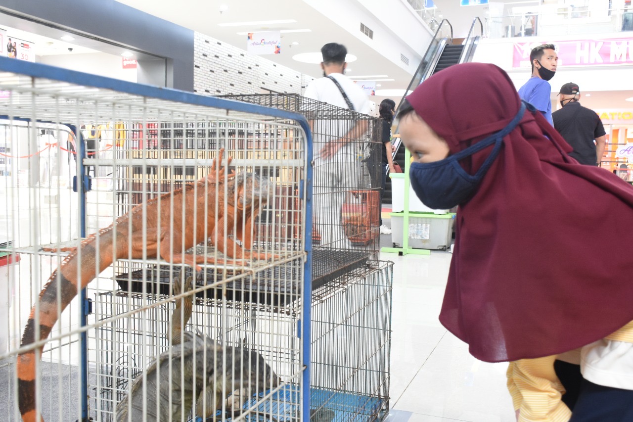 Berita Magelang - Pameran Hewan di Artos Mall Suguhkan Edukasi Menarik Berita Magelang - Pameran Hewan di Artos Mall Suguhkan Edukasi Menarik